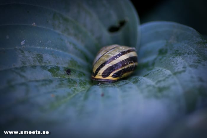 Snigel - Anton Smeets