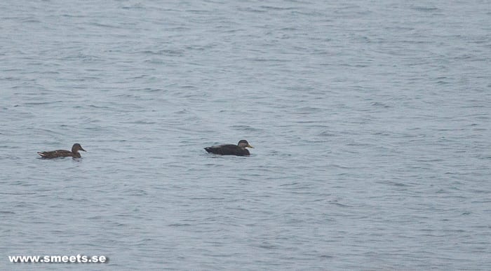 Svartand i Dagshög - Anton Smeets