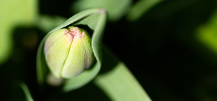 Den vackra tulpanknoppen utanför min dörr. - Anton Smeets