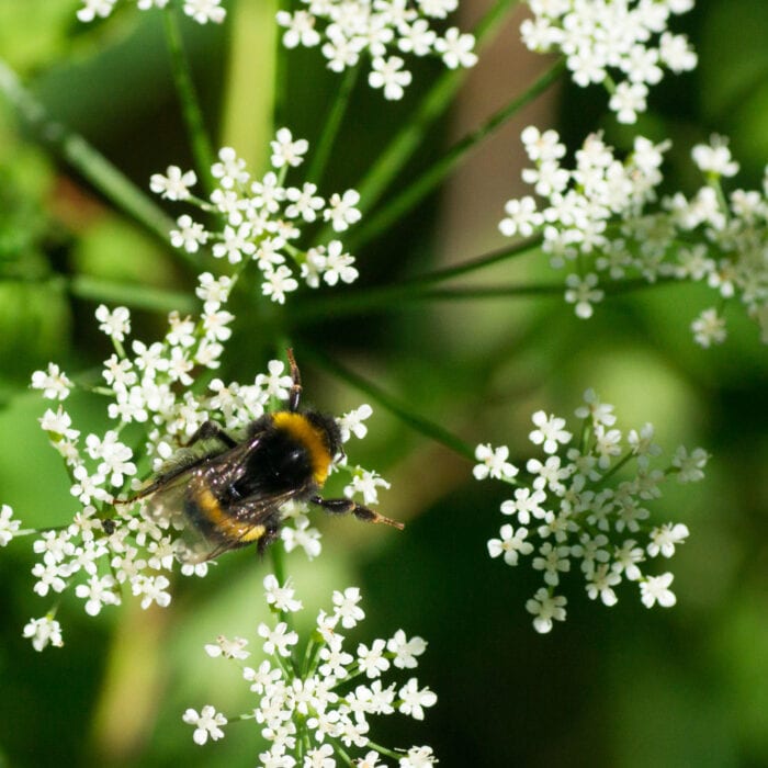 Måltid för en humla! - Anton Smeets