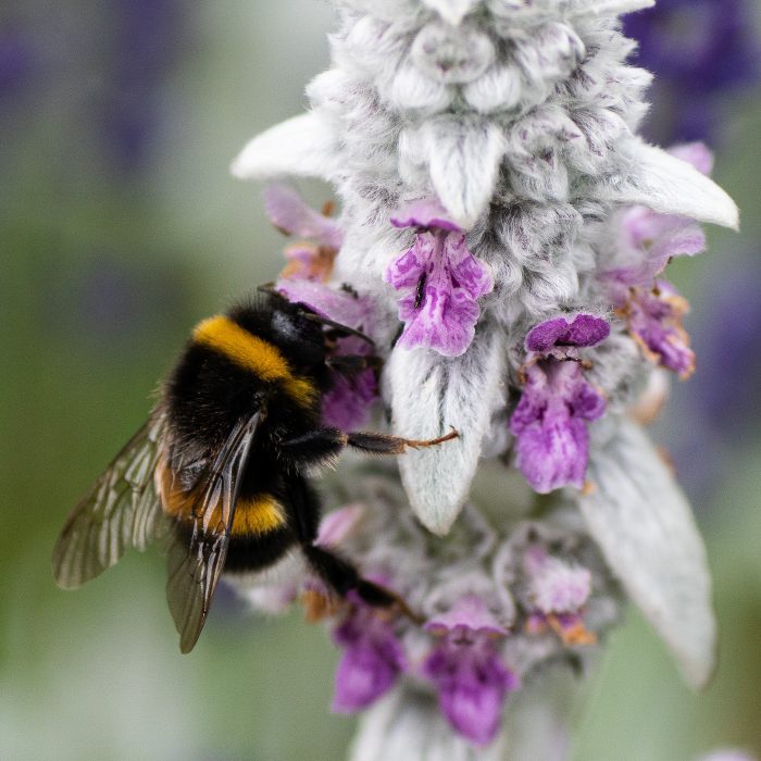 Humla på lammöra - Anton Smeets