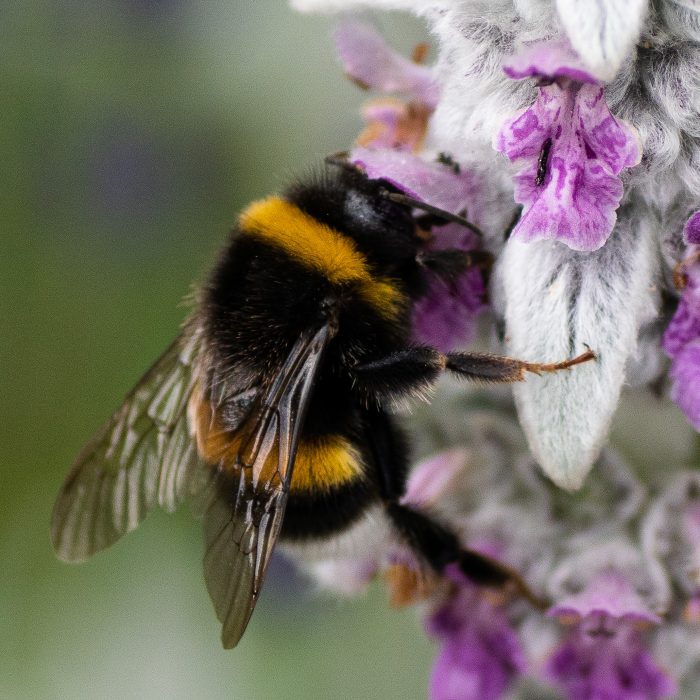 Humla på lammöra - Anton Smeets
